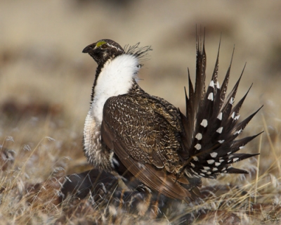ontario-sage-grouse | The Common Sense Canadian