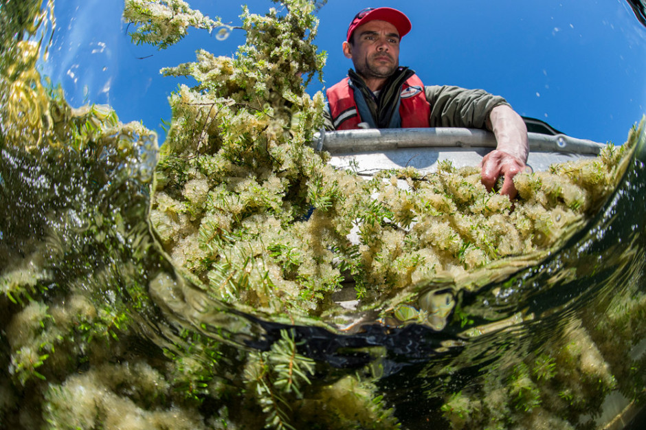 Heiltsuk, Haida, Nuu-chah-nulth join forces to protect herring | The ...